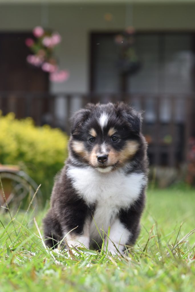 Home - Cachorros Club Collie