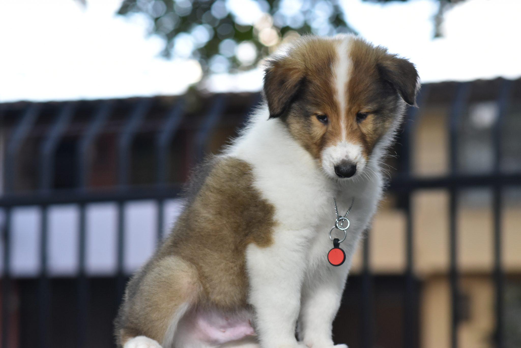 Catálogo de cachorros - Cachorros Club Collie
