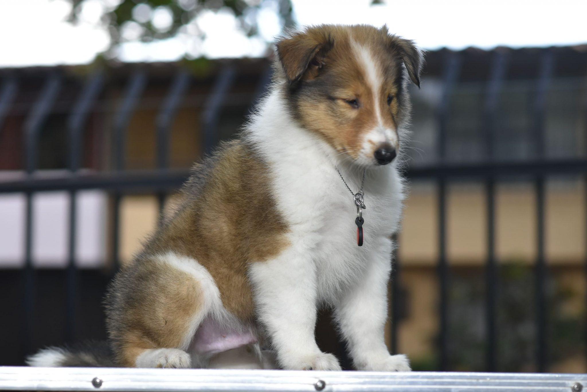 Catálogo de cachorros - Cachorros Club Collie